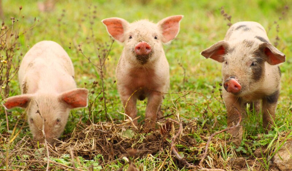 10 Pig Breeds for the Homestead - Countryside